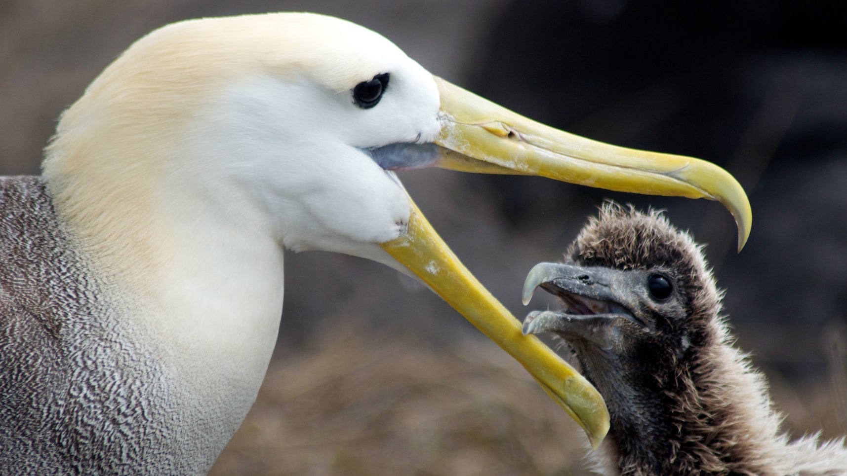 Conservation of Albatrosses and Petrels | Audubon
