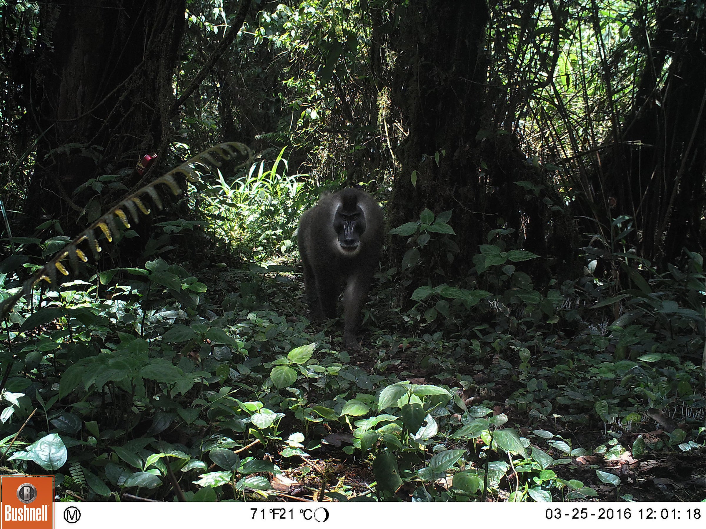 Land of the Lost Birds: Searching for Life in the Forests of Bioko ...