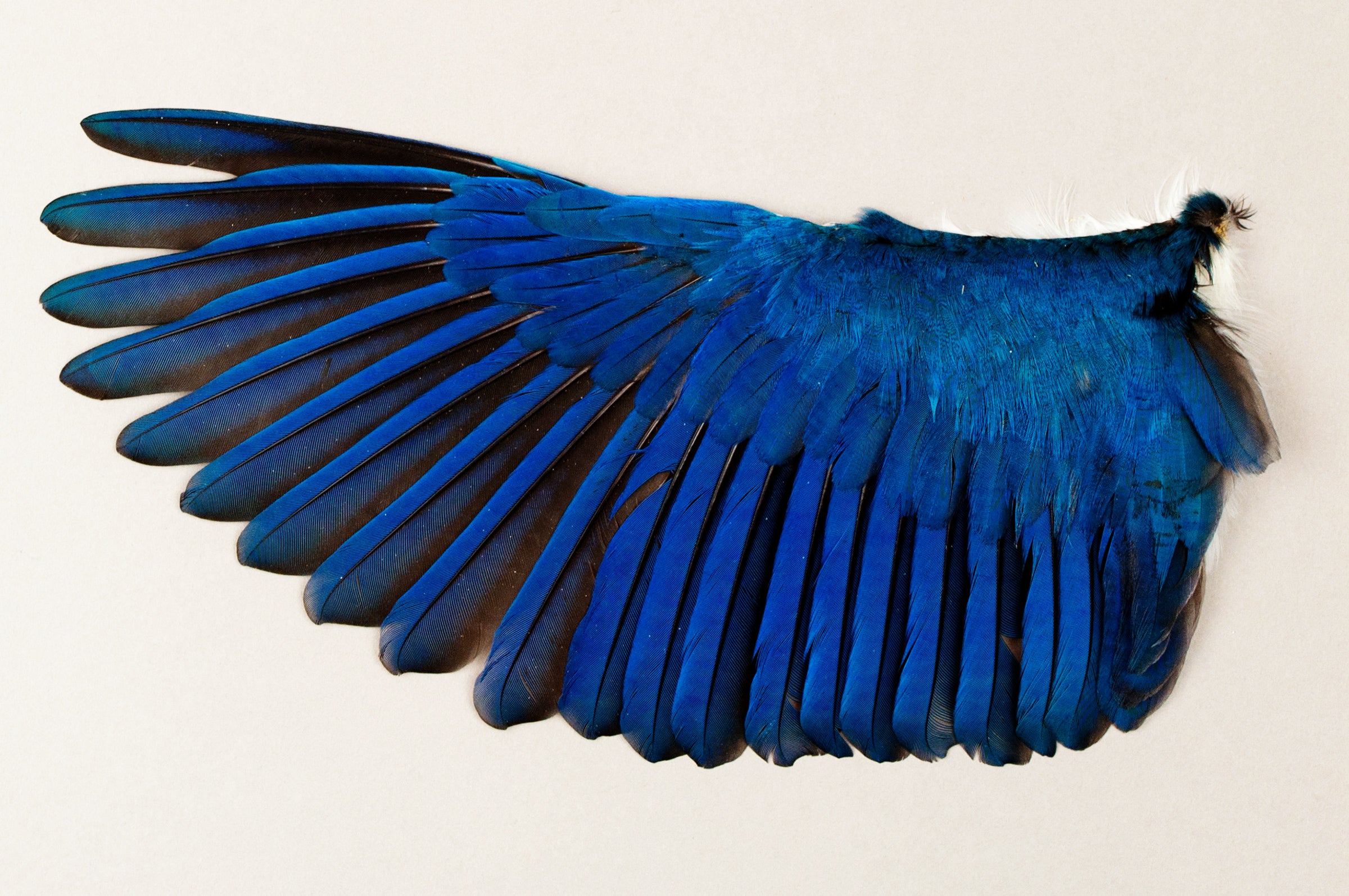 Behind the Scenes of the World’s Largest Bird Wing Collection | Audubon