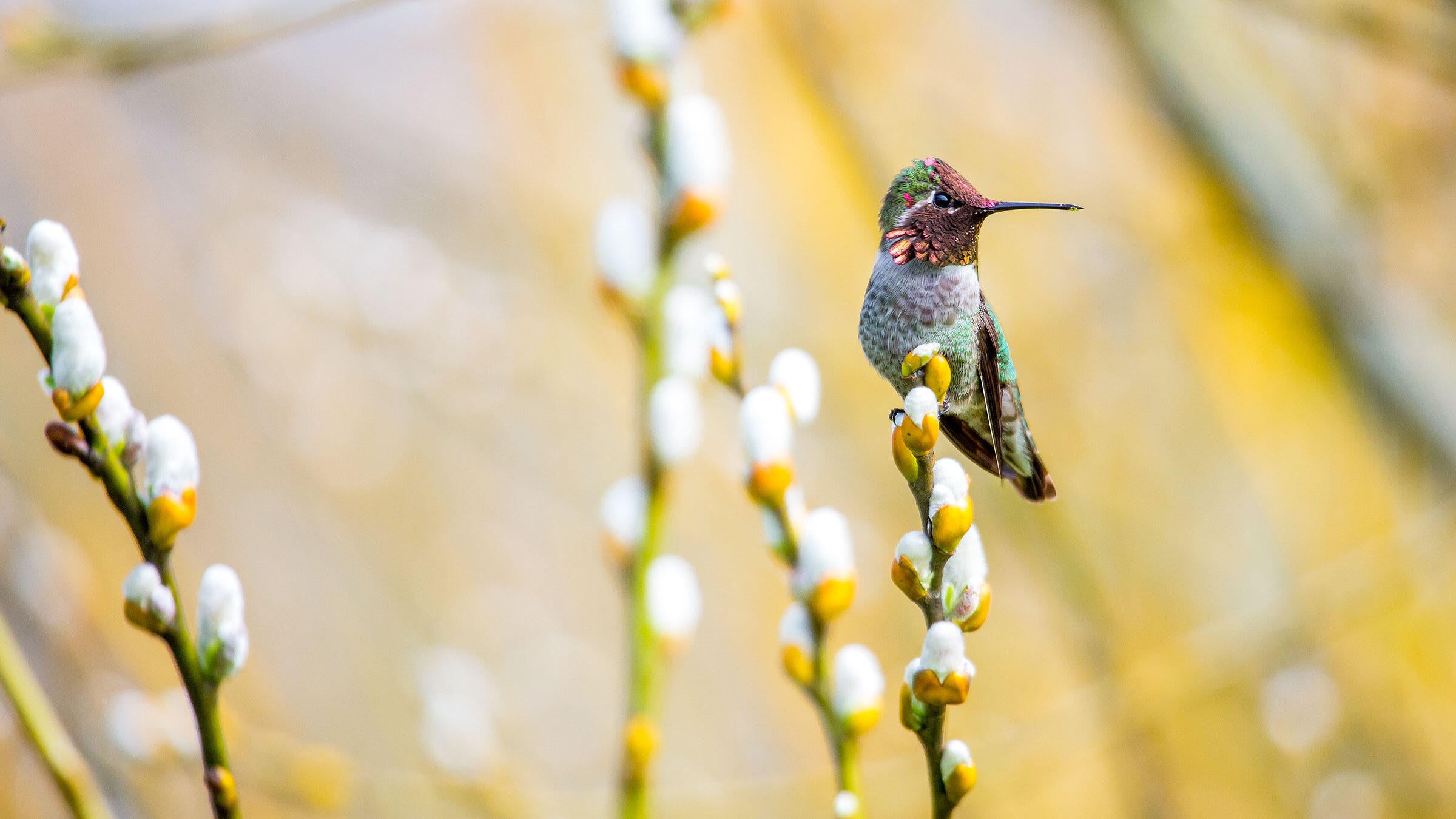 The Joy of Birds | Audubon