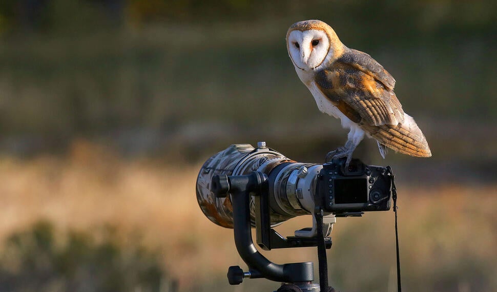 Photography | Audubon