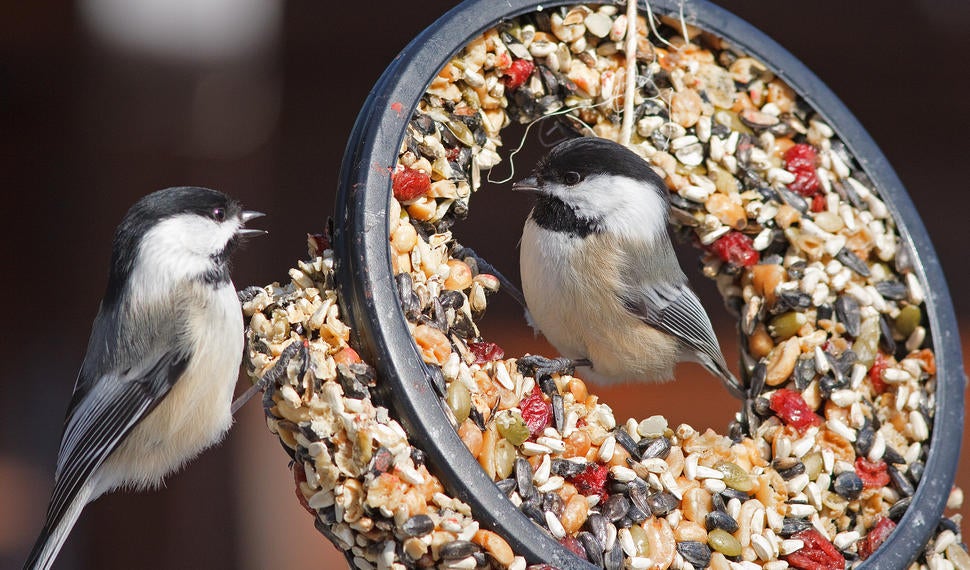 Backyard Birding | Audubon