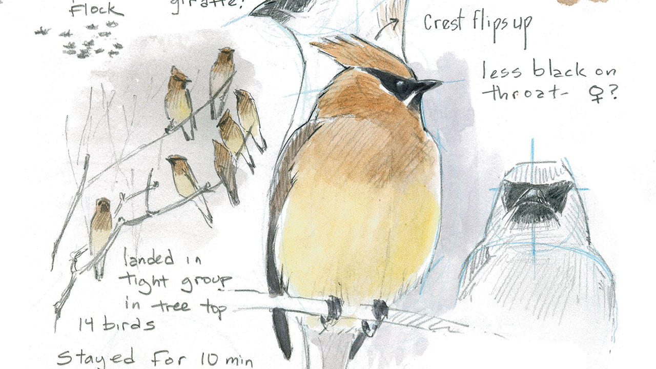 Activities | Audubon