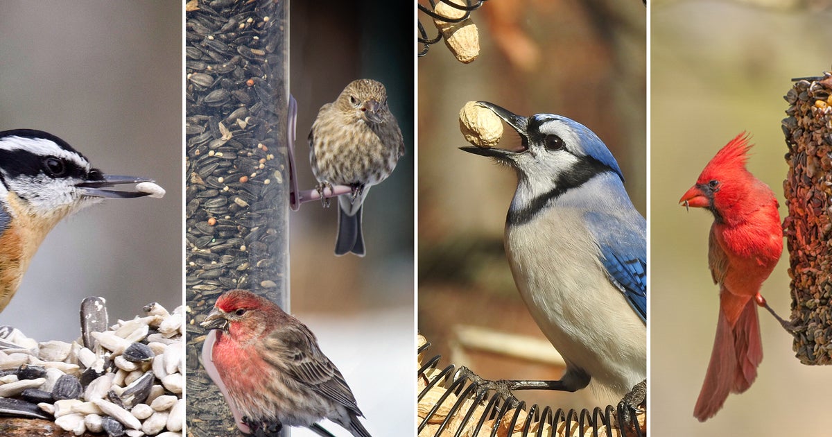 Who Likes What: The Favorite Birdseed of Feeder Regulars and Rarities ...