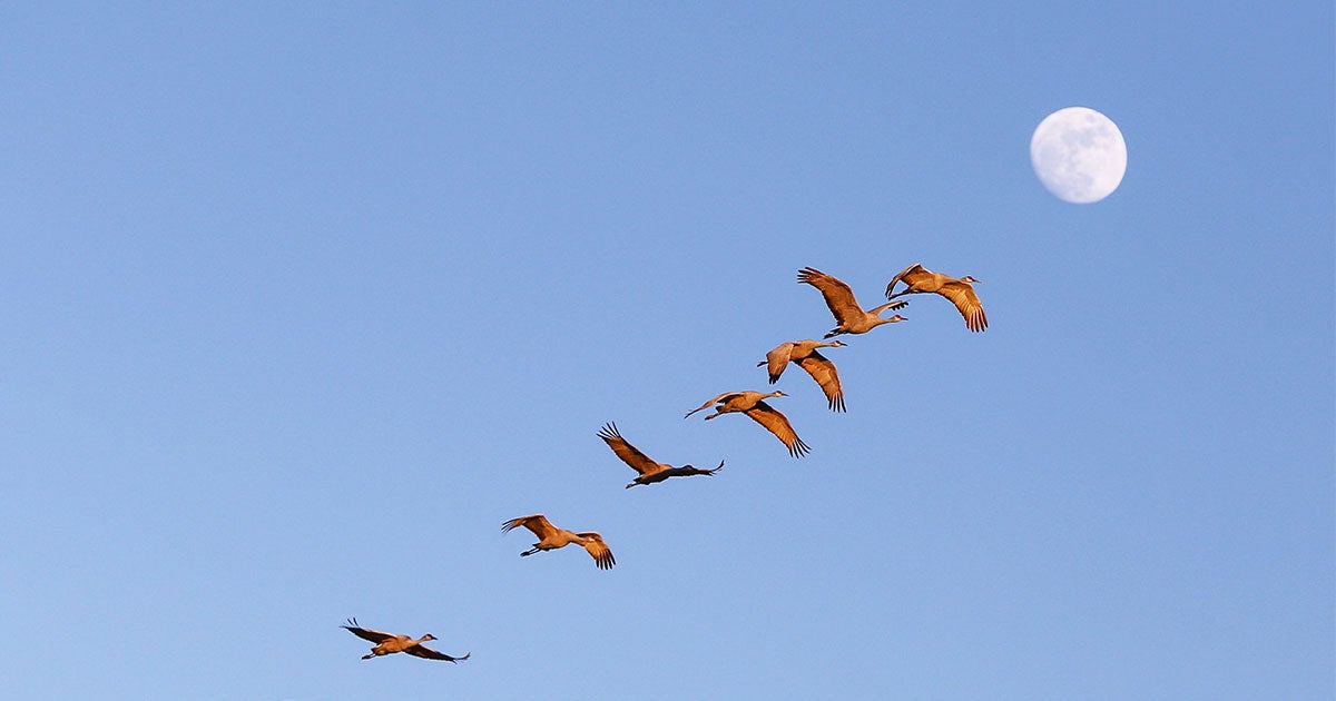 ‘Flight Paths’ Unfurls the Wondrous History of Migration Science | Audubon