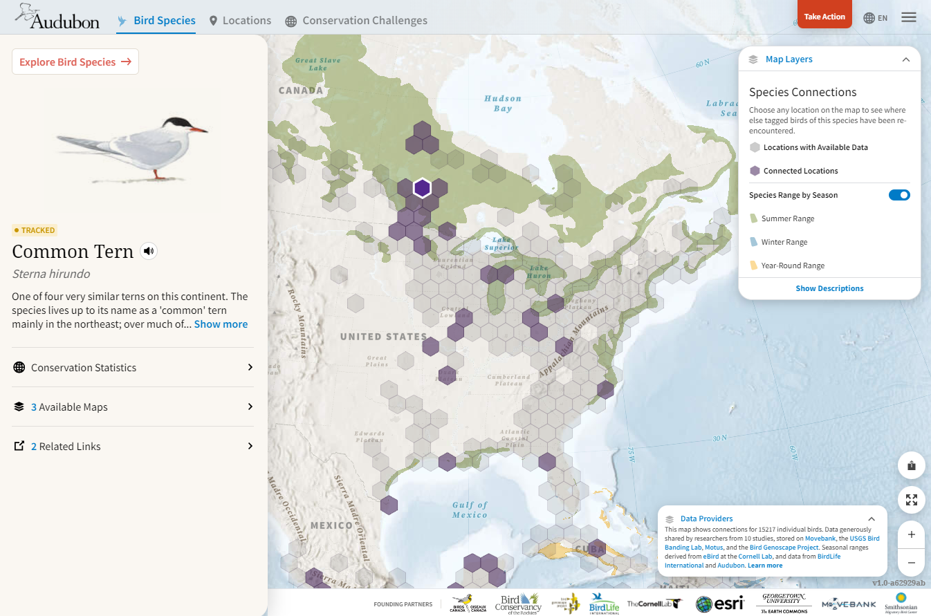 The Common Tern | Audubon