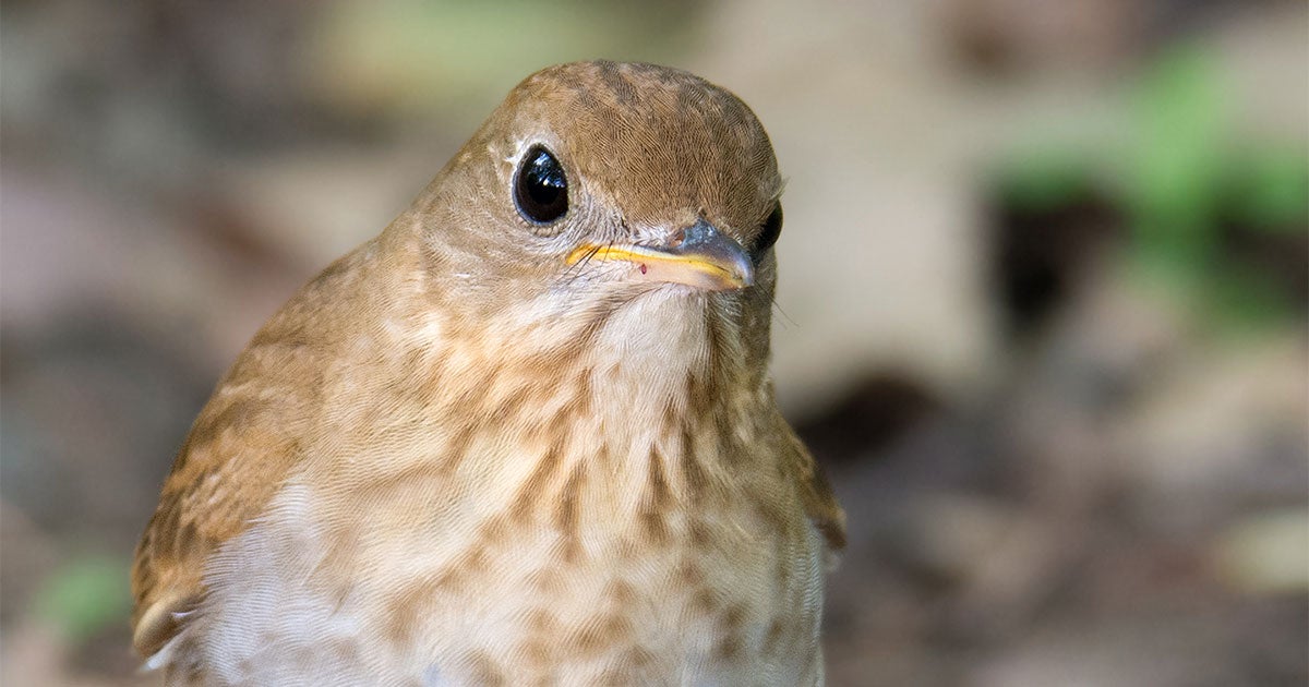 Migrating Birds Change Their Scenery—and Their Gut Bacteria | Audubon