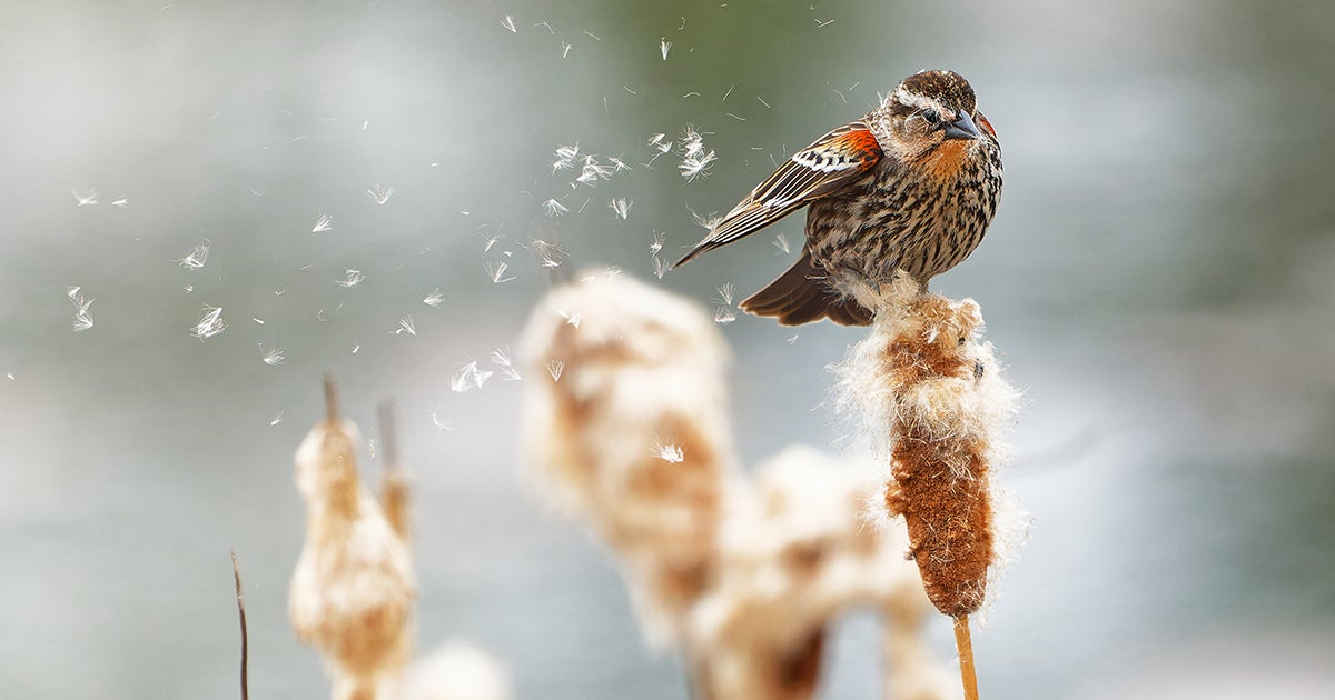 Audubon’s Women in Conservation Luncheon Honors Susanne Durst, Kathleen ...