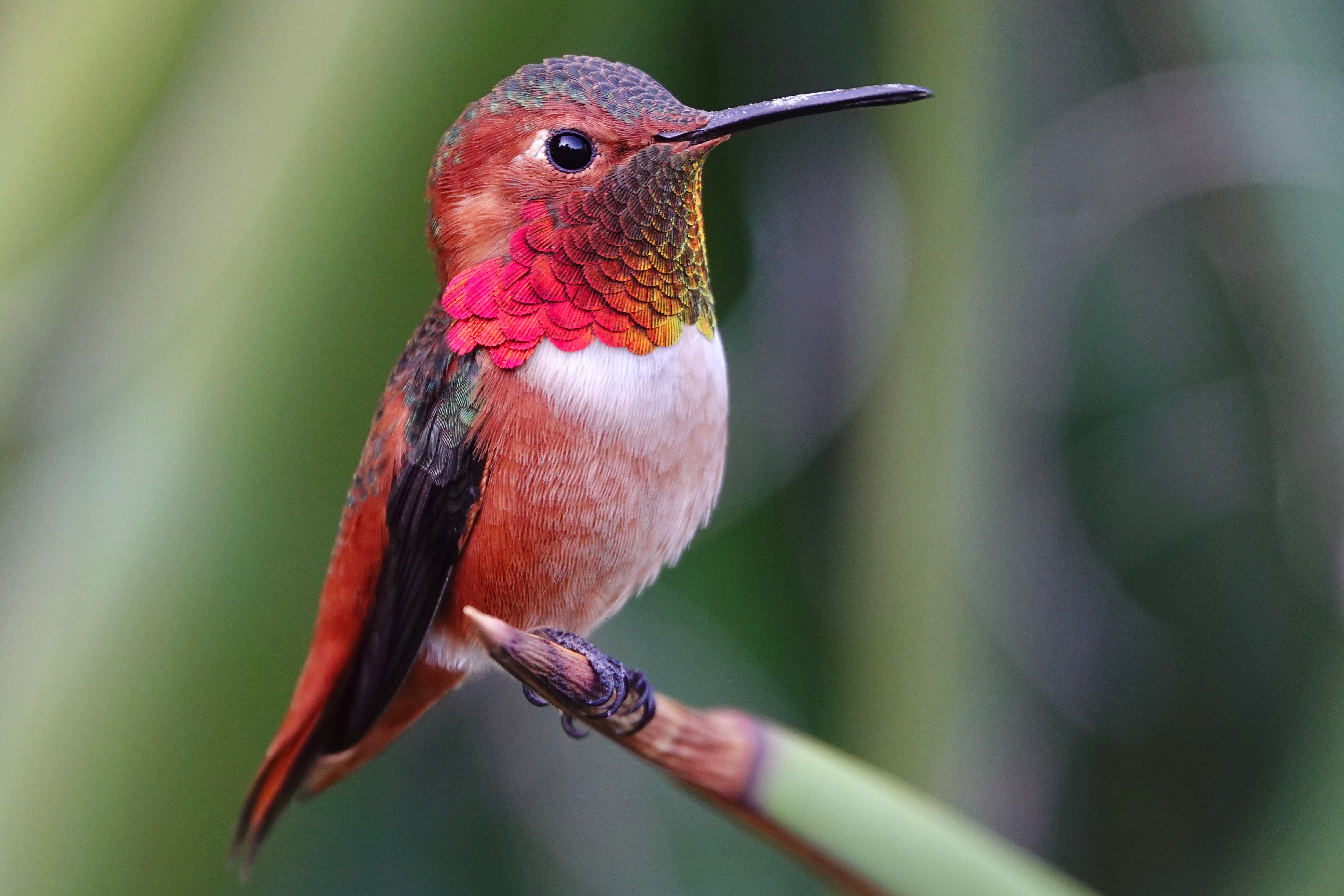 Northern Cardinal | Audubon Field Guide