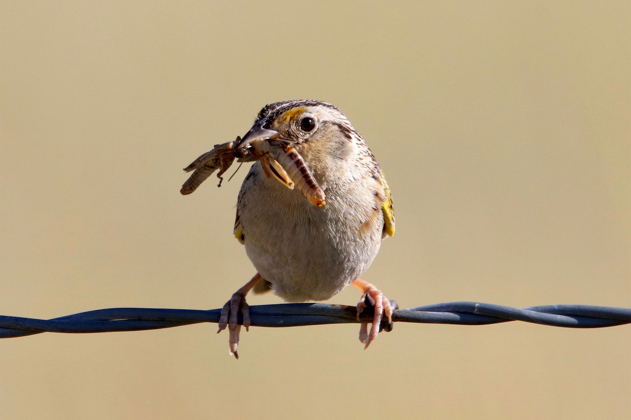 Prairie Birds 101 | Audubon