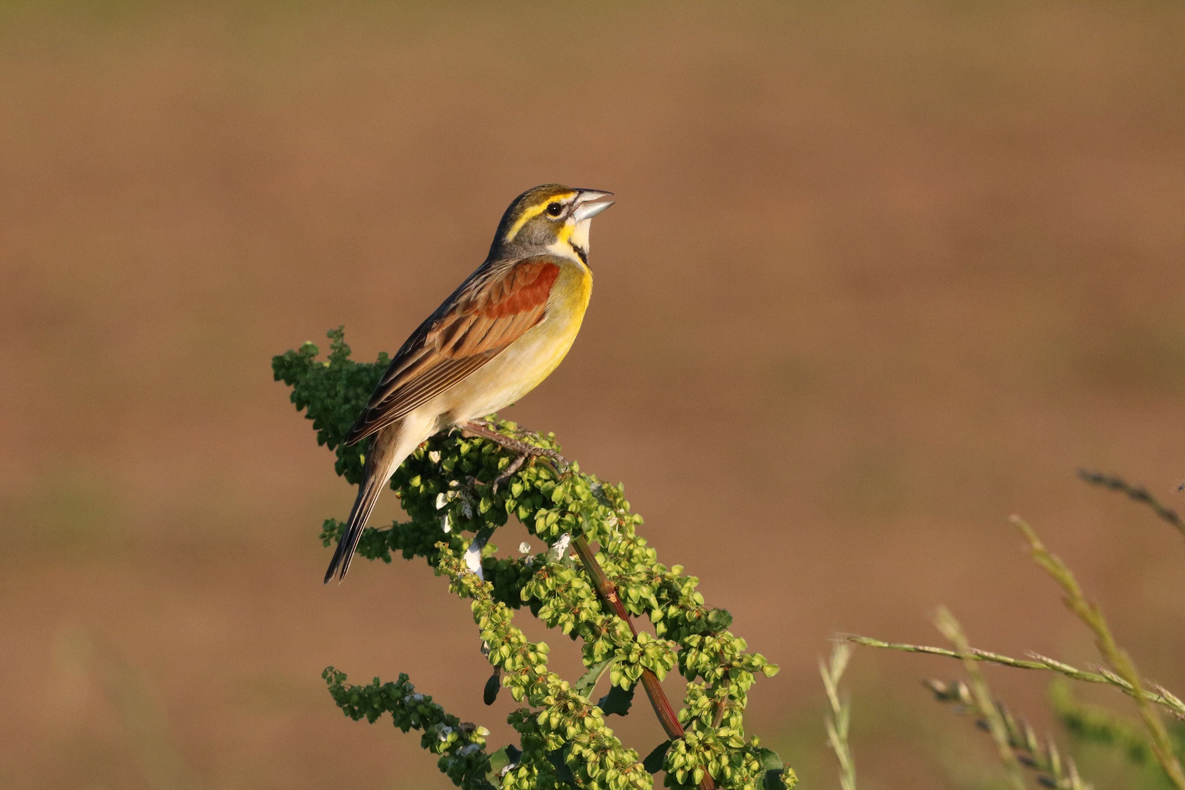Prairie Birds 101 | Audubon
