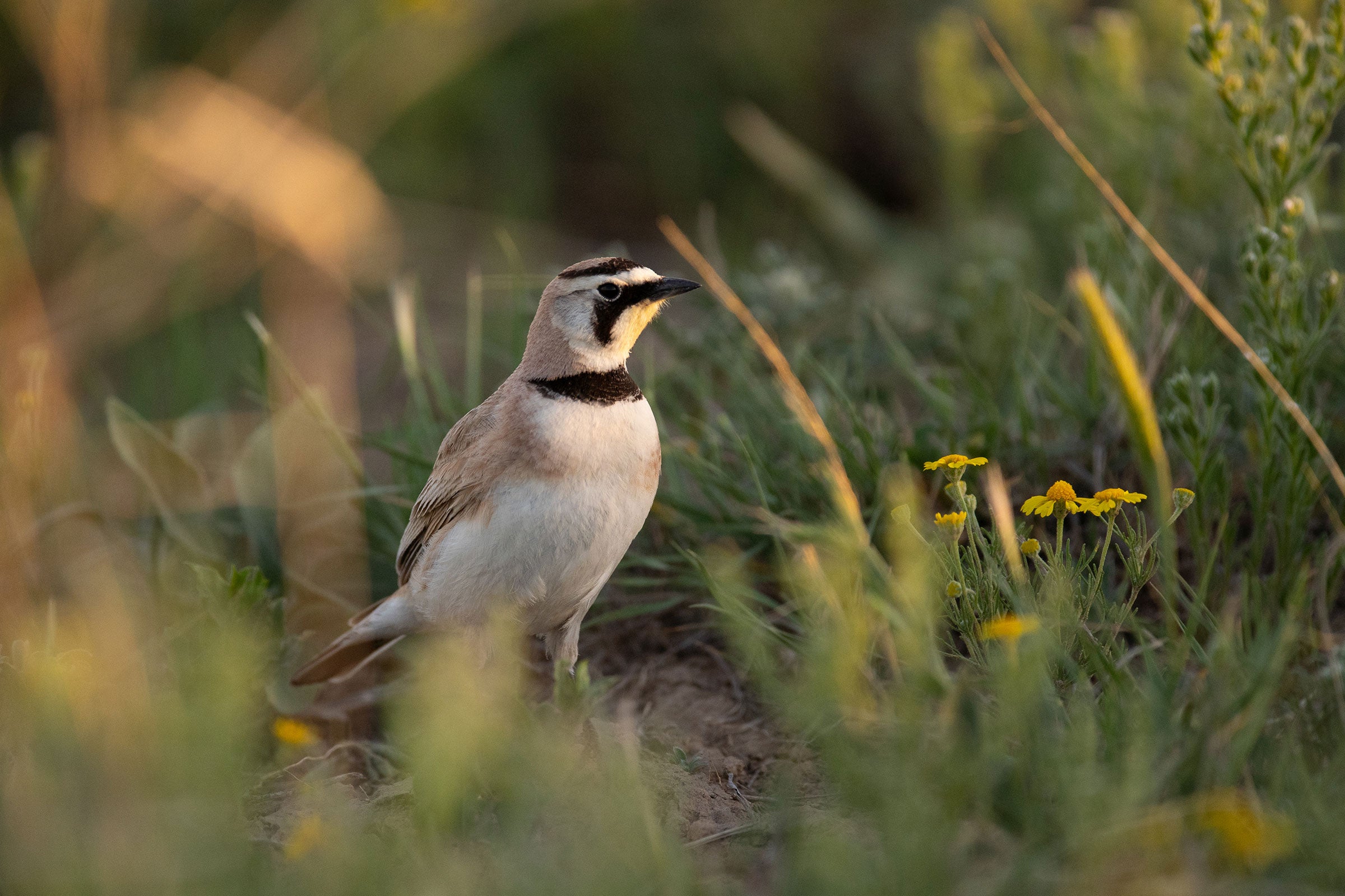 Prairie Birds 101 | Audubon