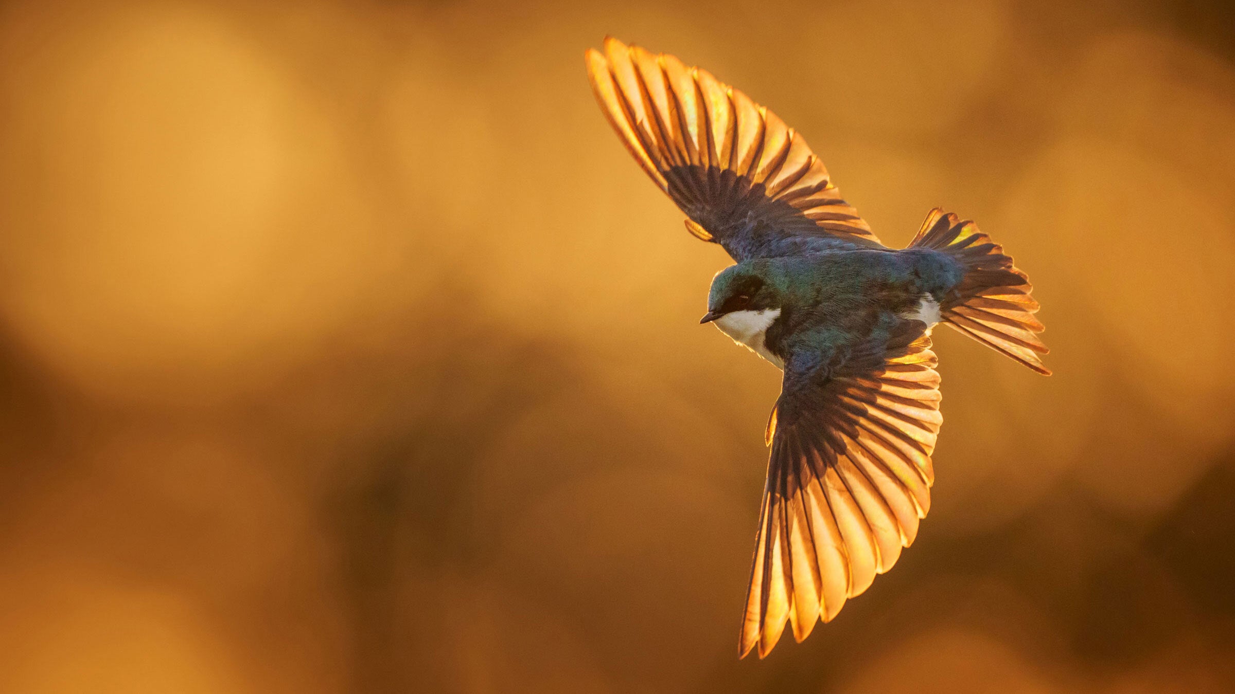 National Audubon Society