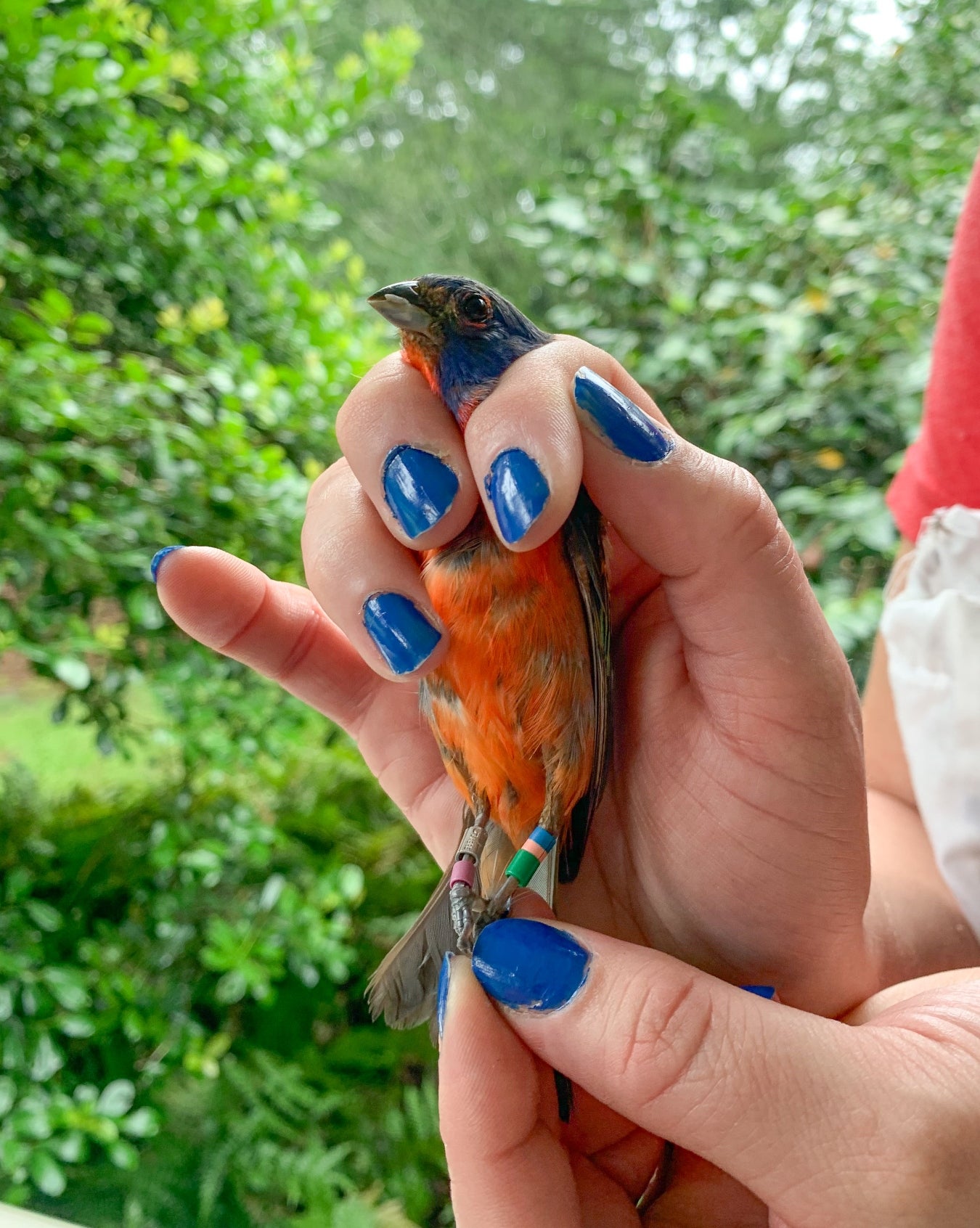‘Old Man Bunting’ Nearly Breaks the Age Record for Painted Buntings ...