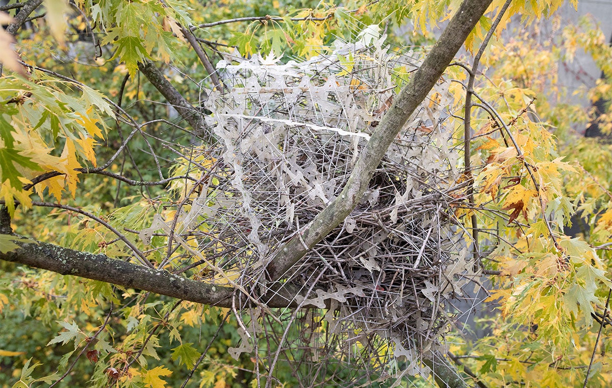 Magpie nest store