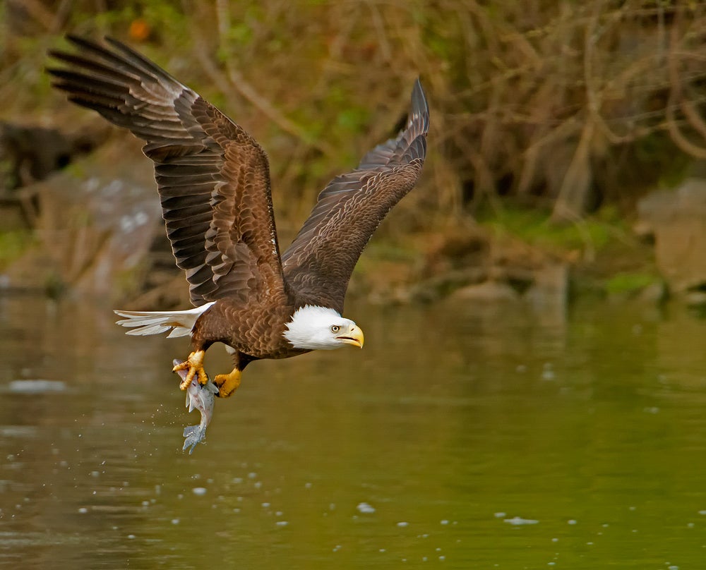 Louisiana’s Most Ambitious Coastal Restoration Project Finally Takes ...