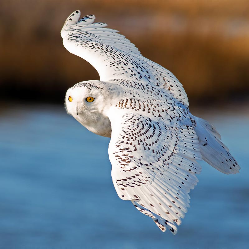 Snowy Owl | Audubon Field Guide