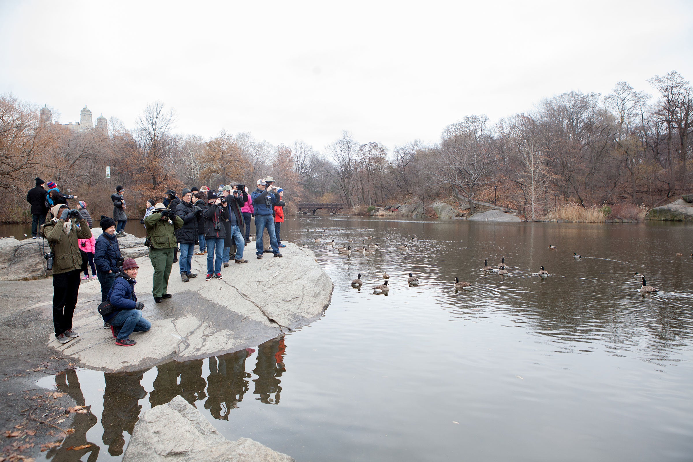 Christmas Bird Count Compiler Resources | Audubon