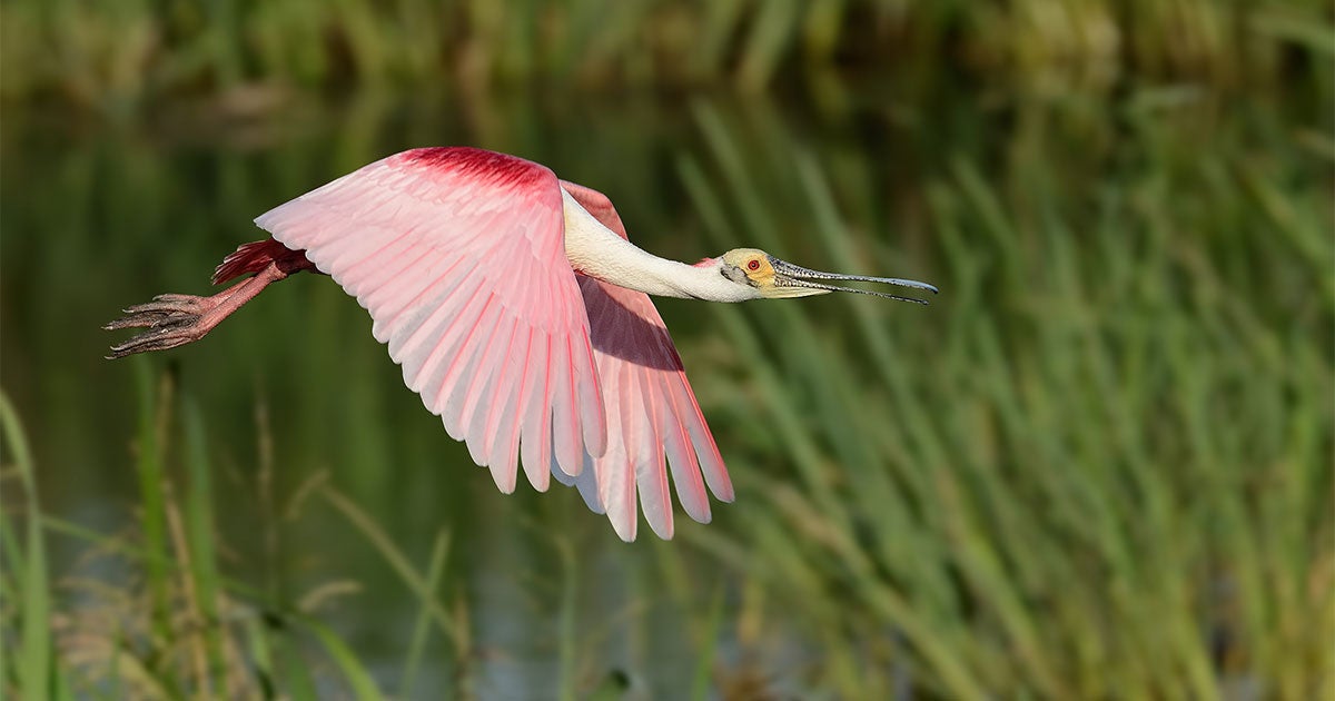 Louisiana’s Most Ambitious Coastal Restoration Project Finally Takes Off