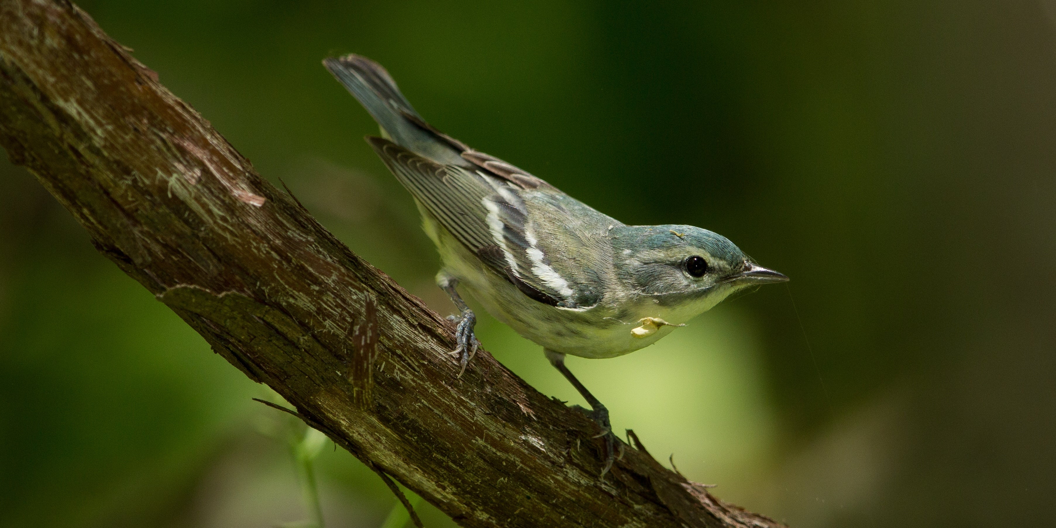 Cerulean Warbler | Audubon Field Guide