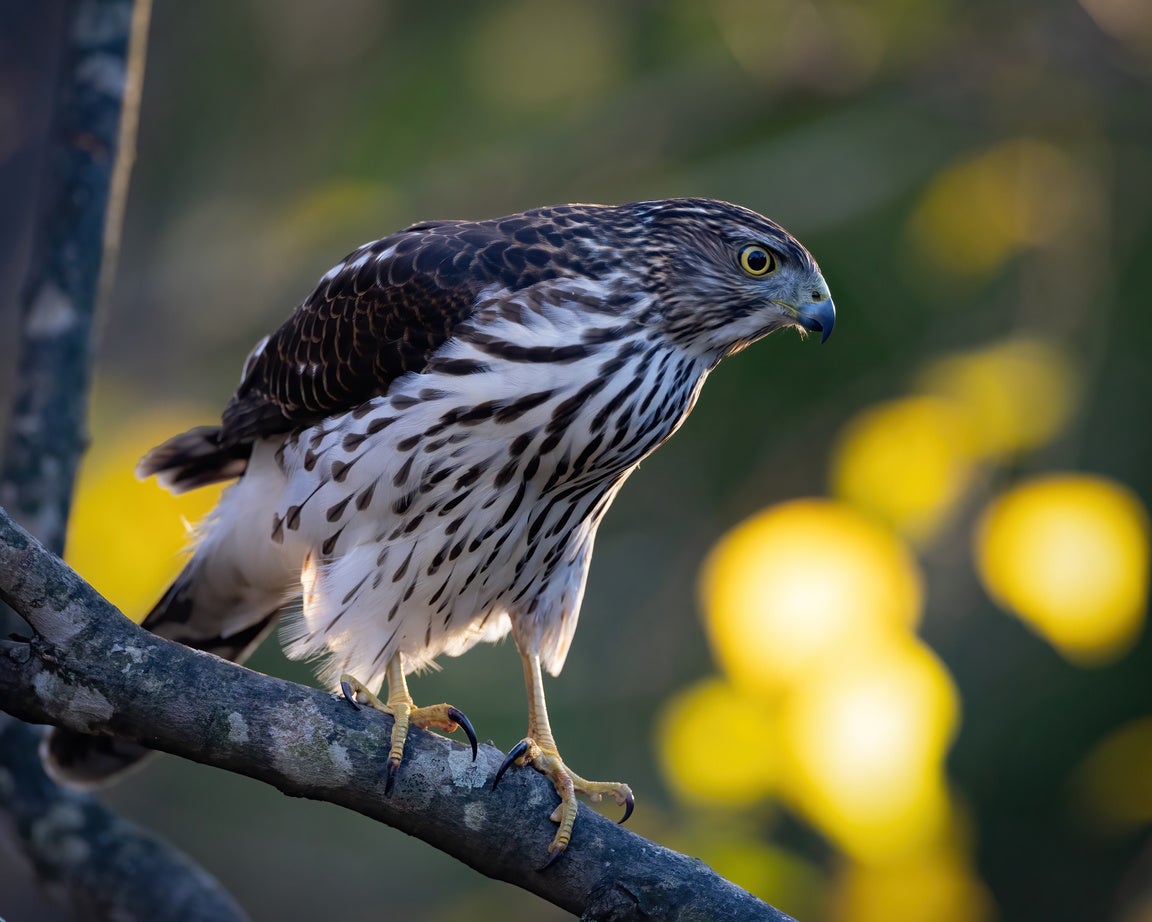 Congratulations on Your New Cooper's Hawk! | Audubon