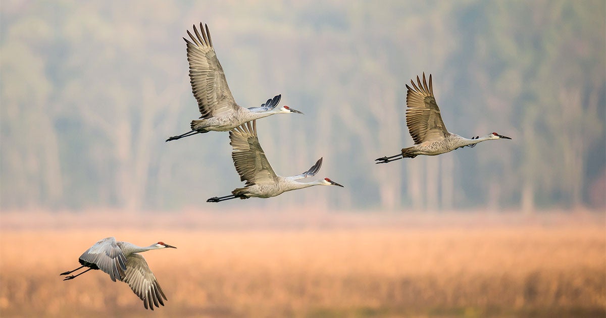 New BIG WIRES Act Would Help Achieve a Clean Energy Future for Birds ...
