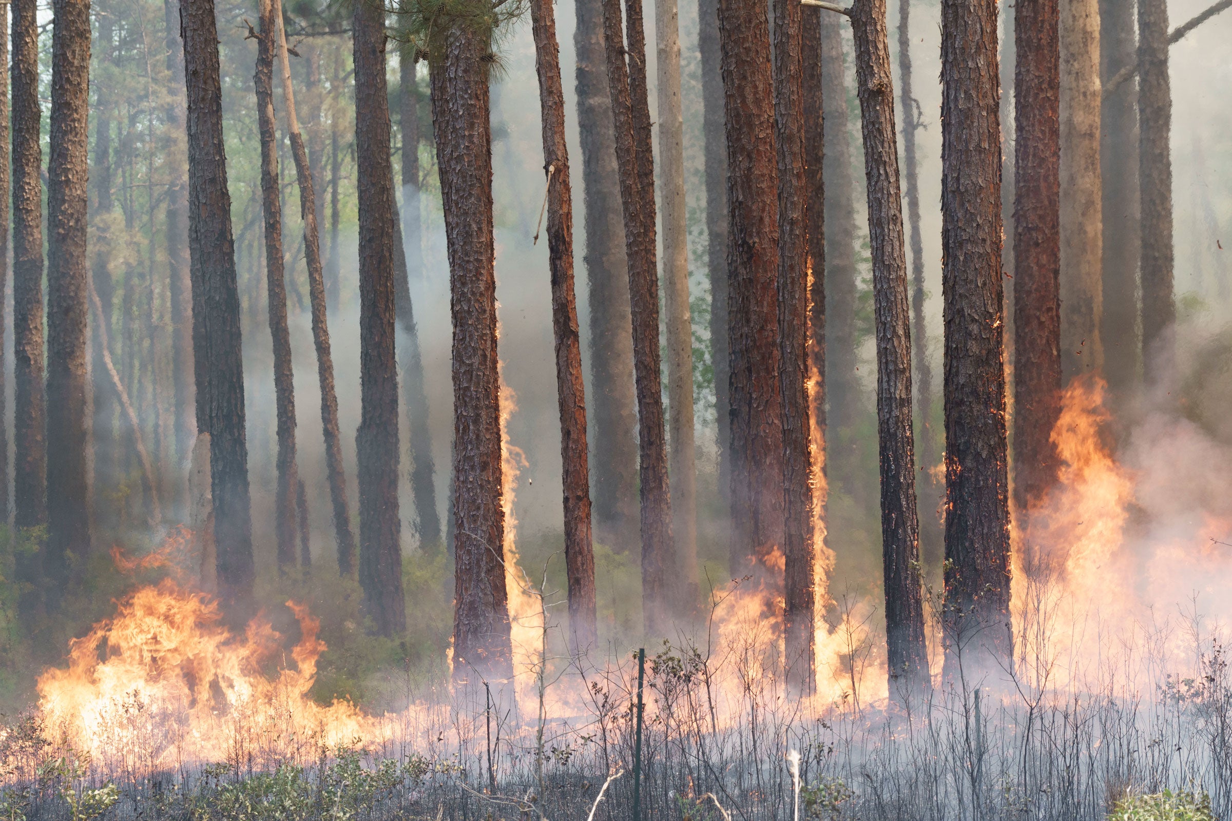 Meet the Fire Starters Restoring One of North America’s Greatest ...