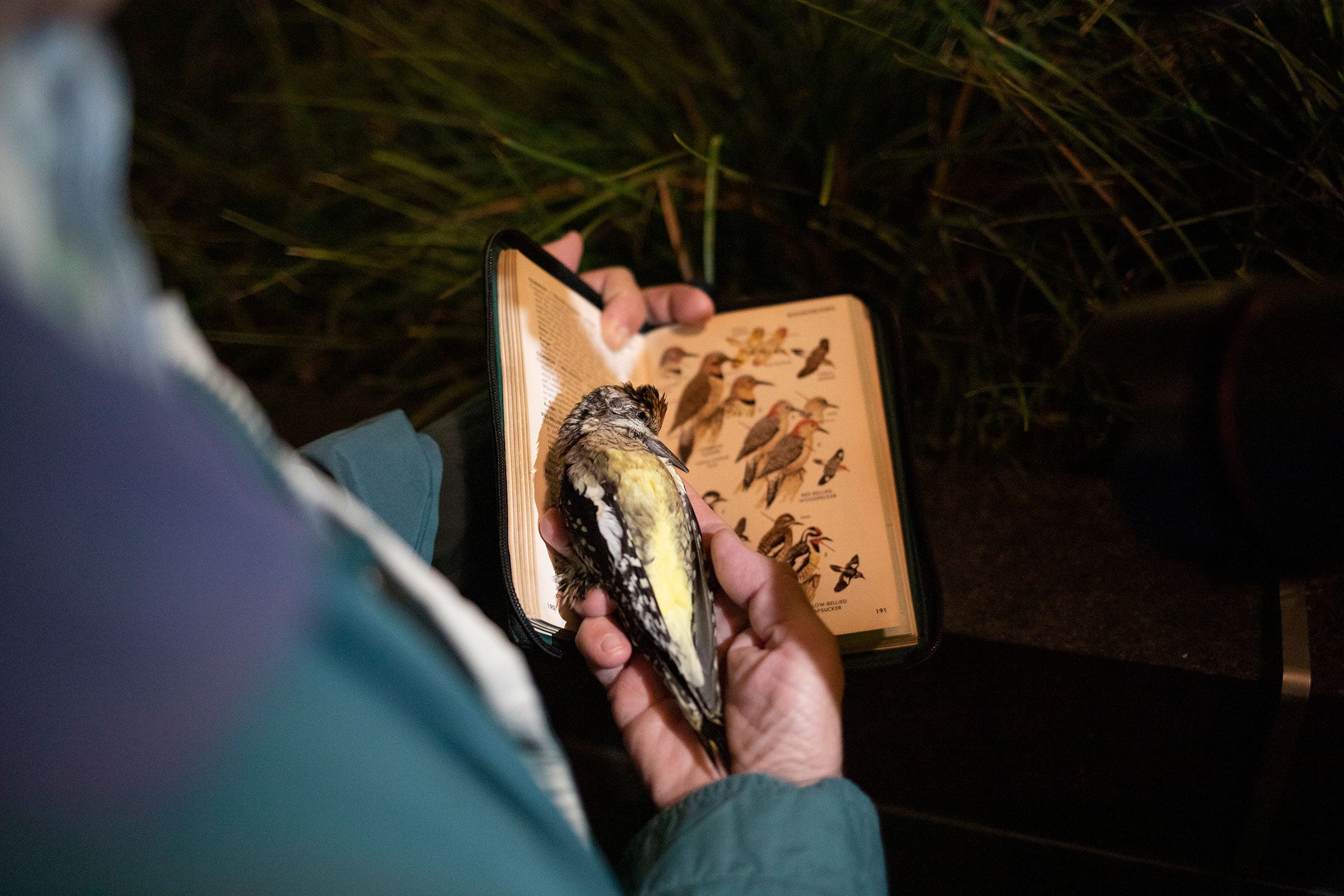 How Bird Safe Philly is Making the City Safer for Migrating Birds | Audubon