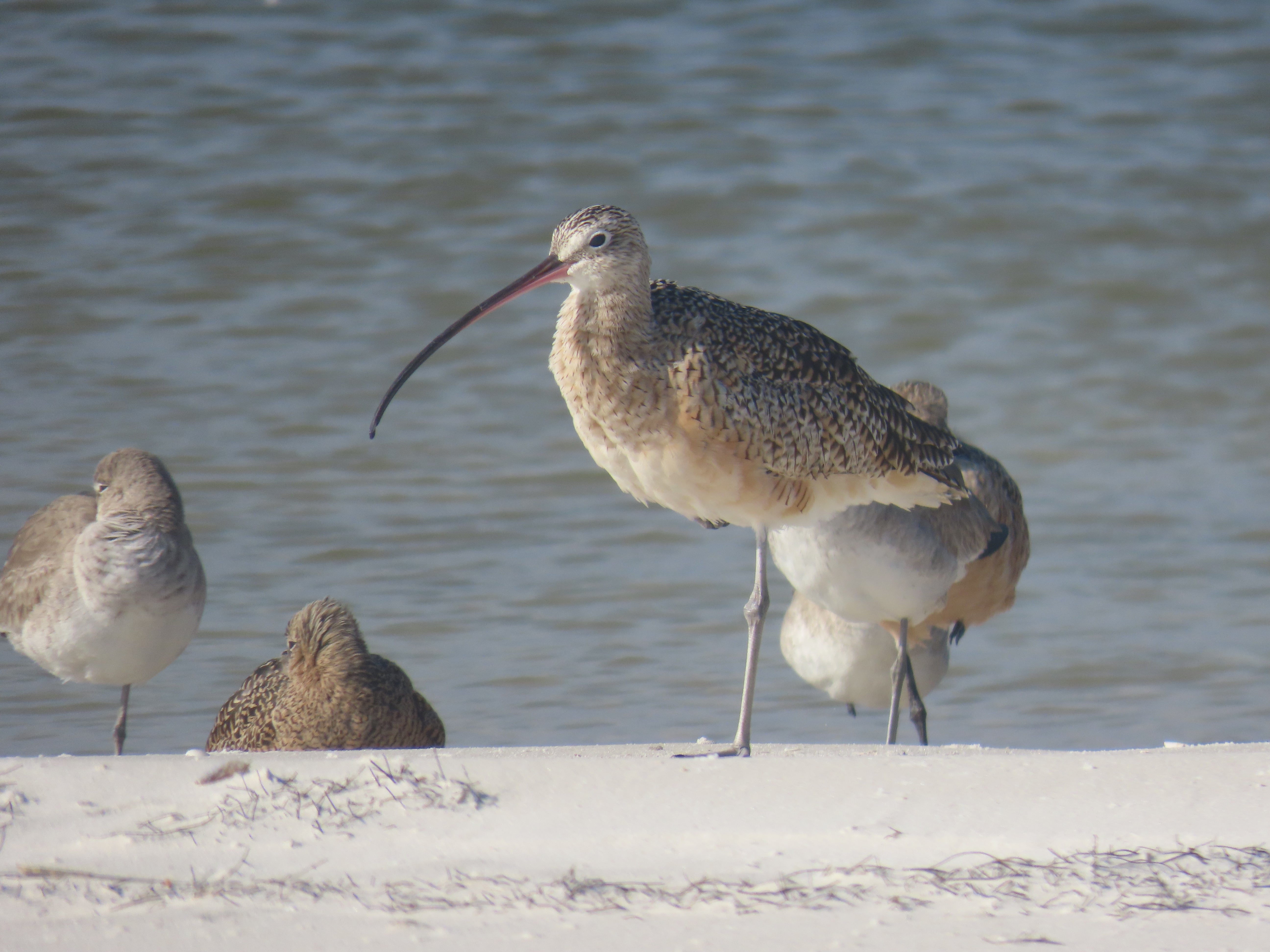 Bird Bands Shed Light on Cross-Flyway Shorebird Migrations | Audubon