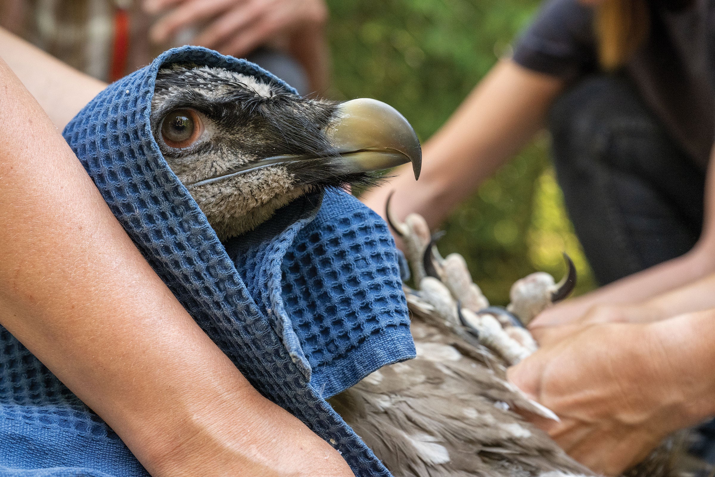 The Bone-Eating Bearded Vulture Is Reclaiming Europe’s Skies | Audubon