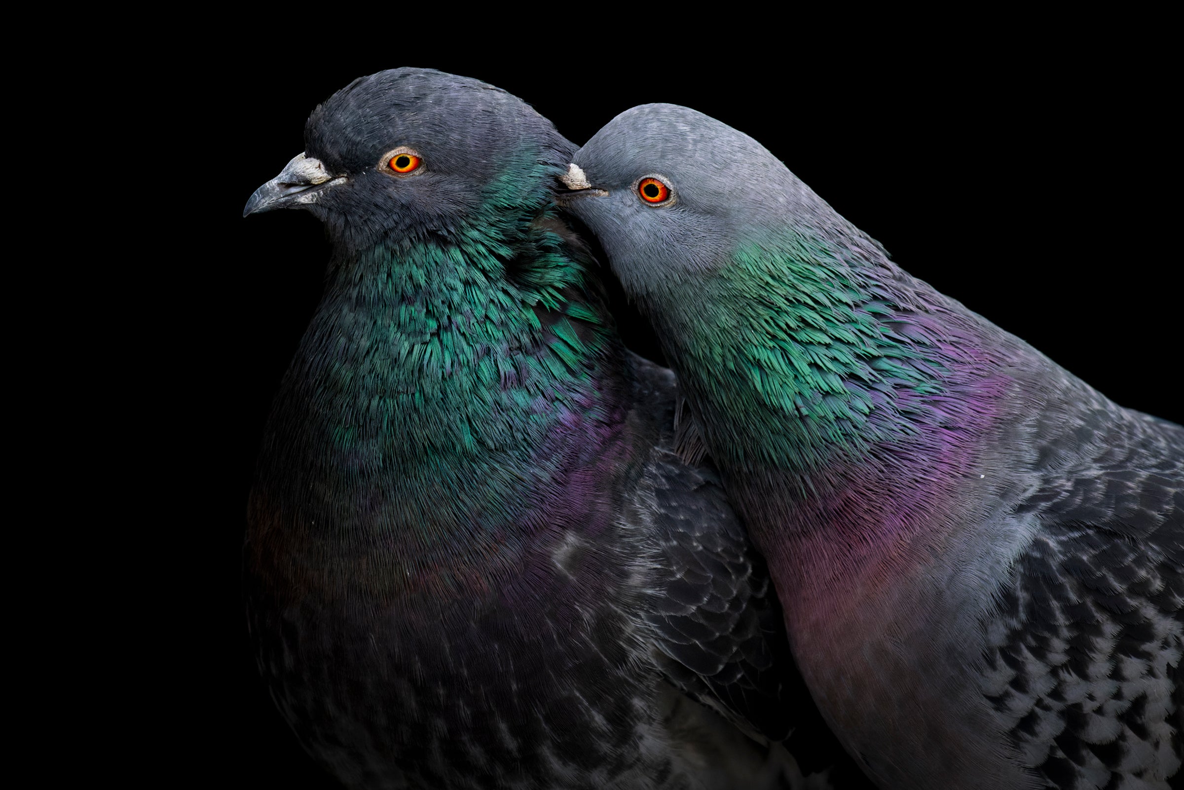 Audubon Photography Awards | Audubon