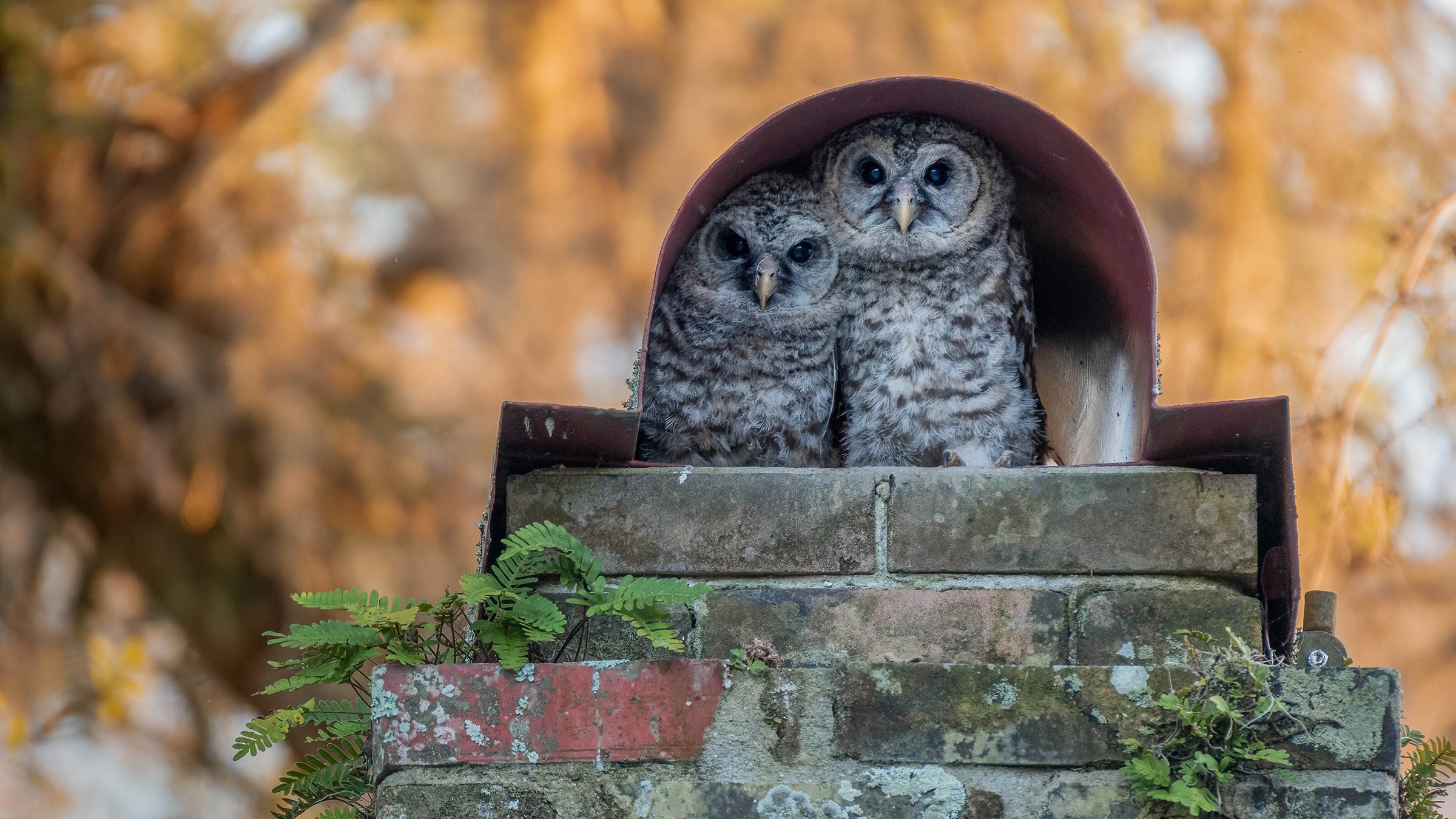 Audubon Photography Awards | Audubon