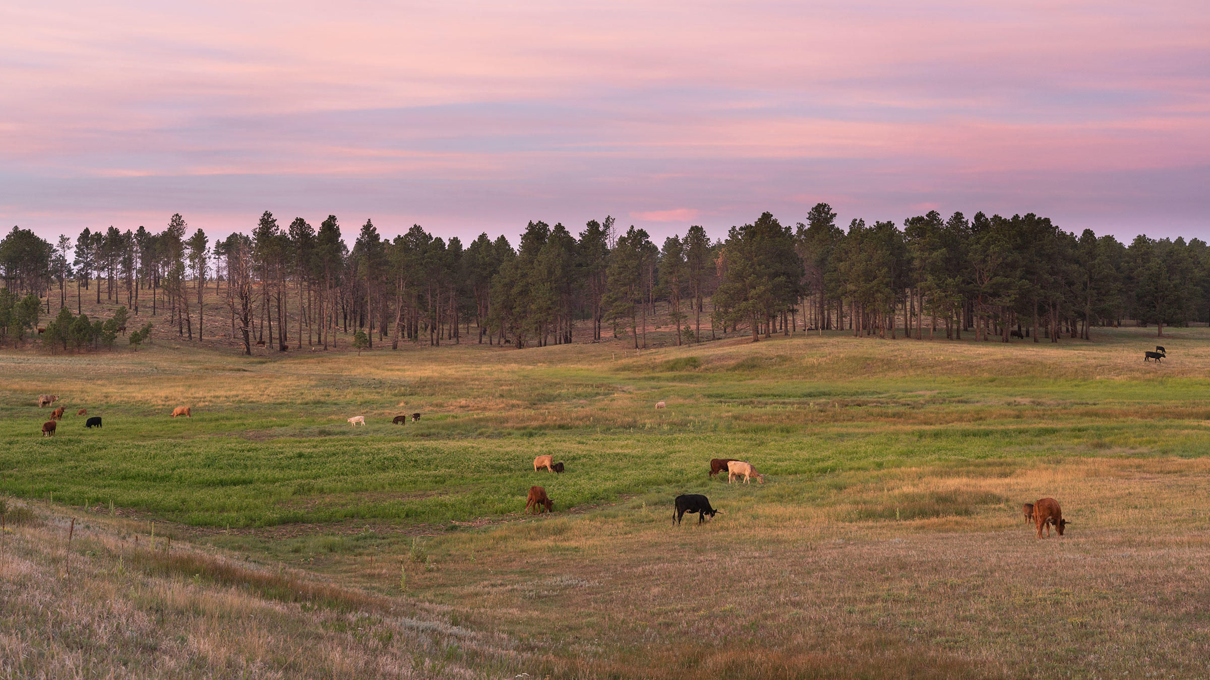 Conservation Ranching | Audubon