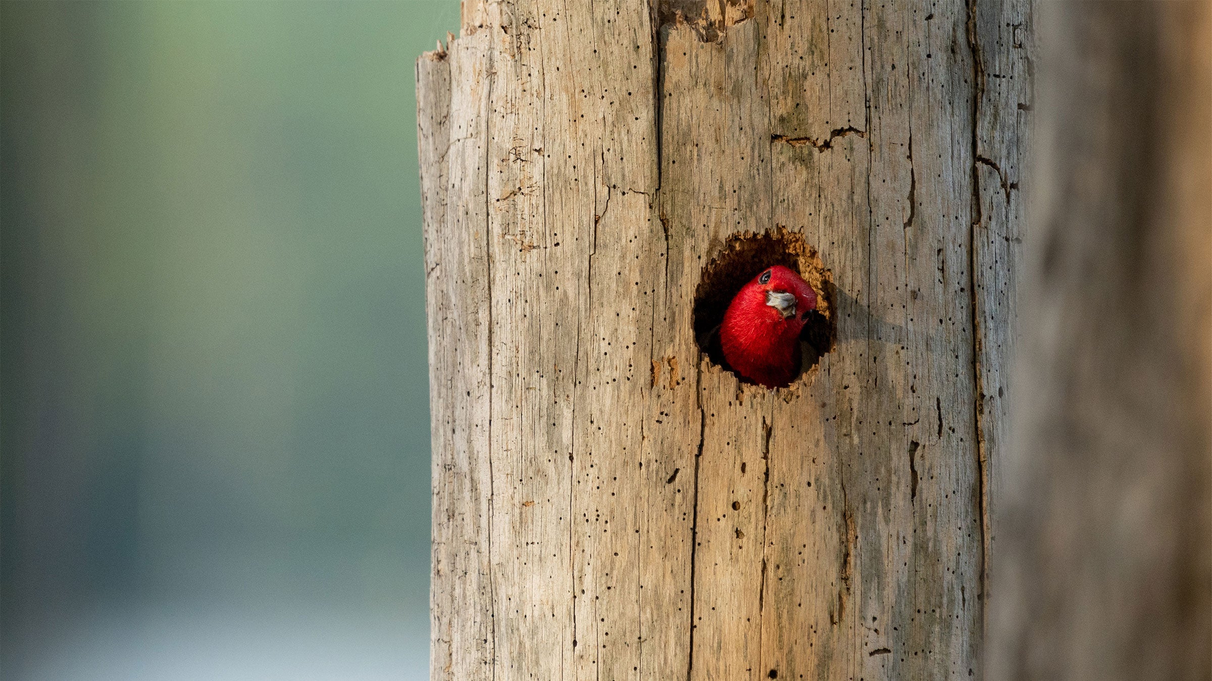 Identifying Birds | Audubon
