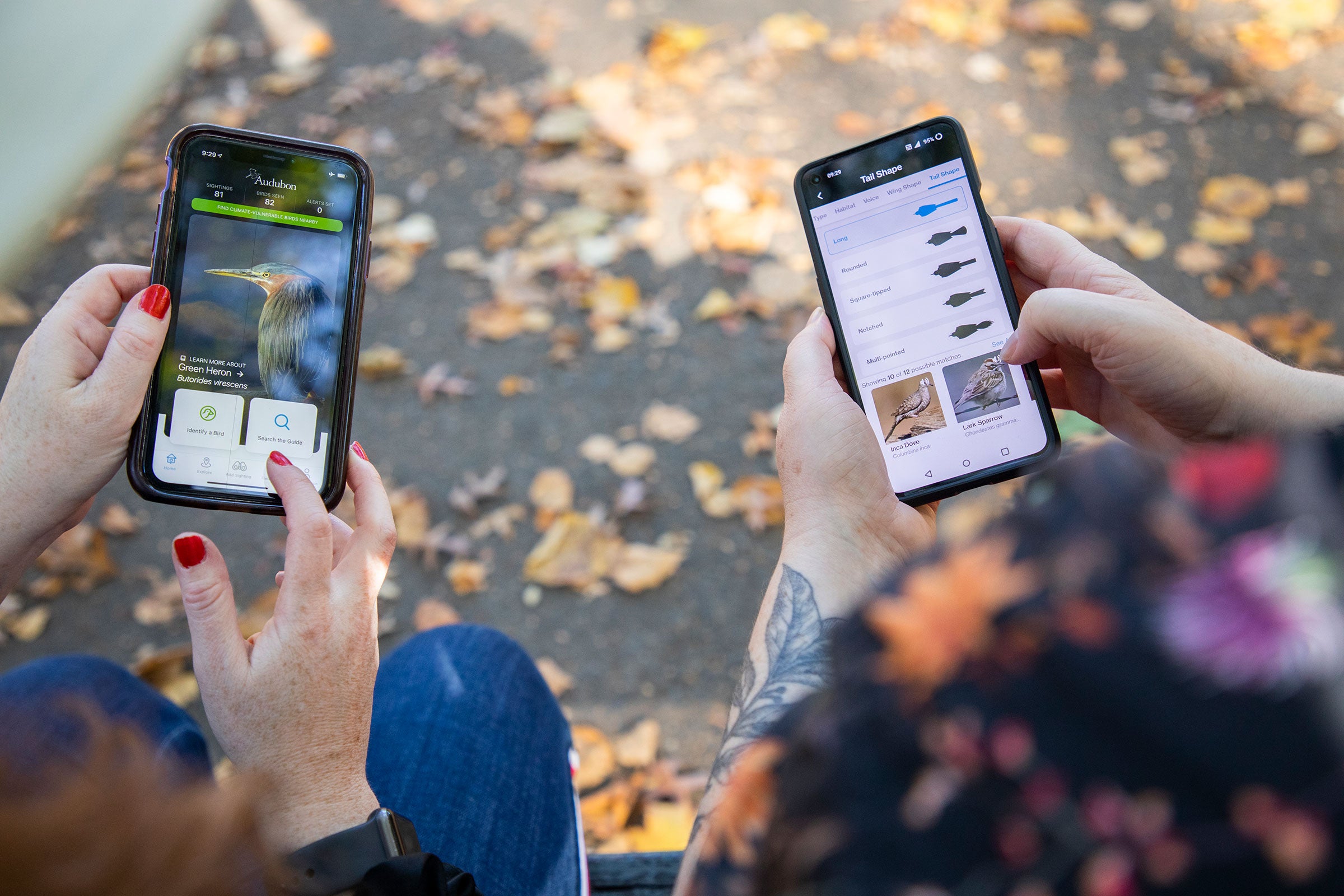Your Guide to the Audubon Bird Guide App | Audubon