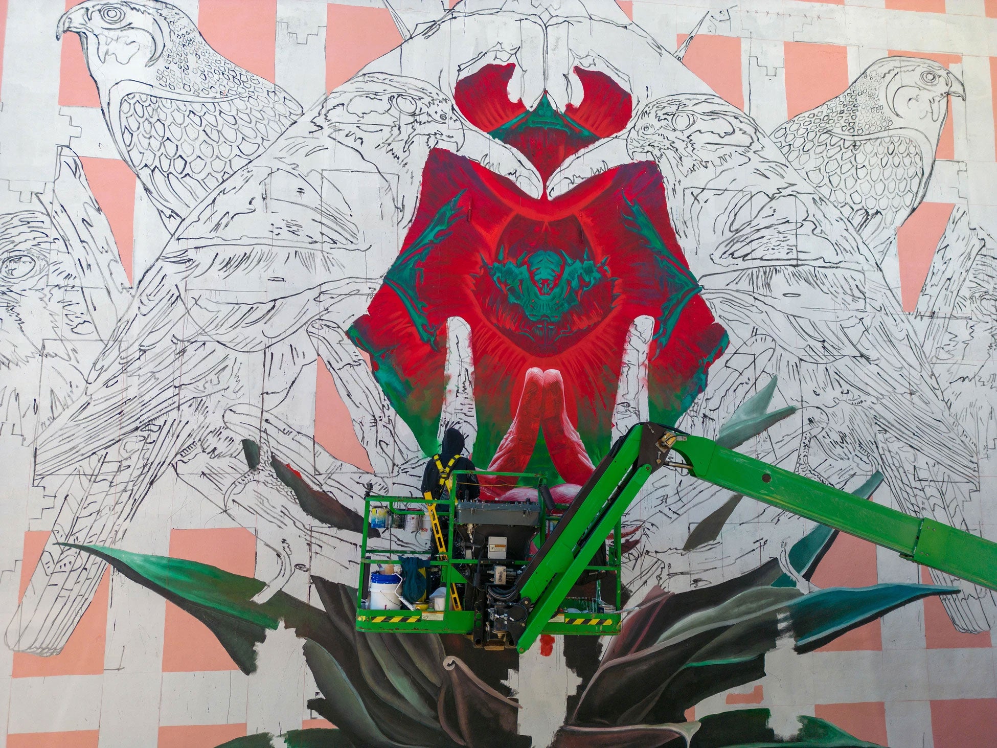 Aplomado Falcon by Werc and Geraluz | Audubon