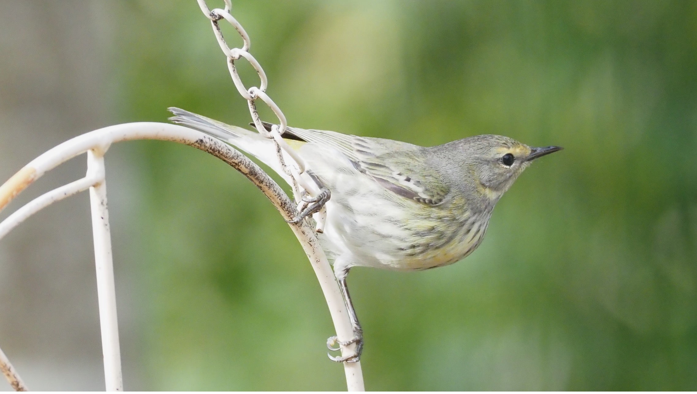 The 123rd Christmas Bird Count in Georgia | Audubon