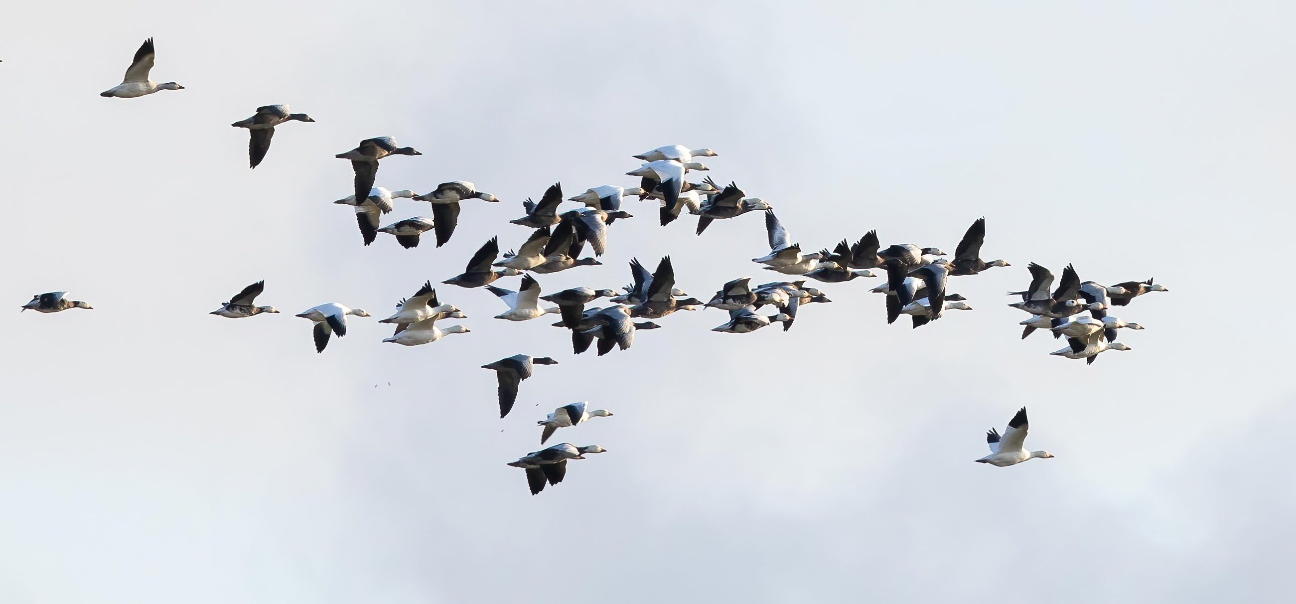 Snow Goose | Audubon Field Guide