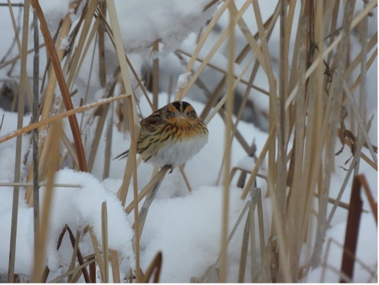The 123rd Christmas Bird Count in Minnesota | Audubon