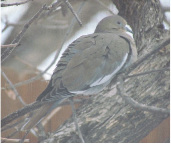 The 123rd Christmas Bird Count in Montana | Audubon