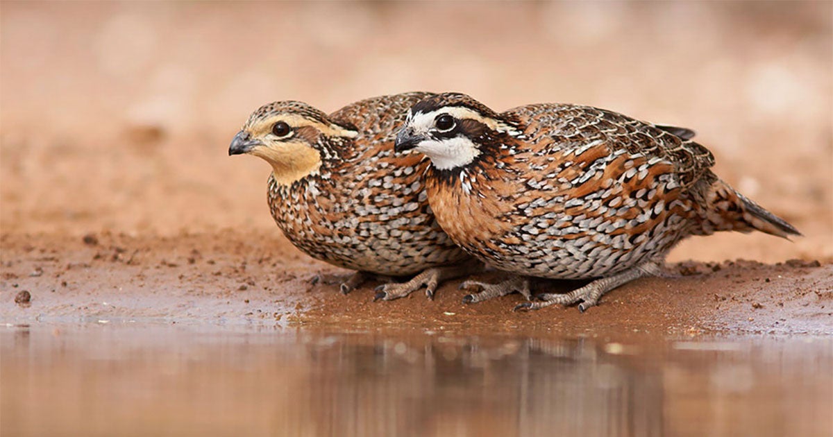 Cougar Hollow Ranch Receives Audubon Certification as Bird-Friendly ...