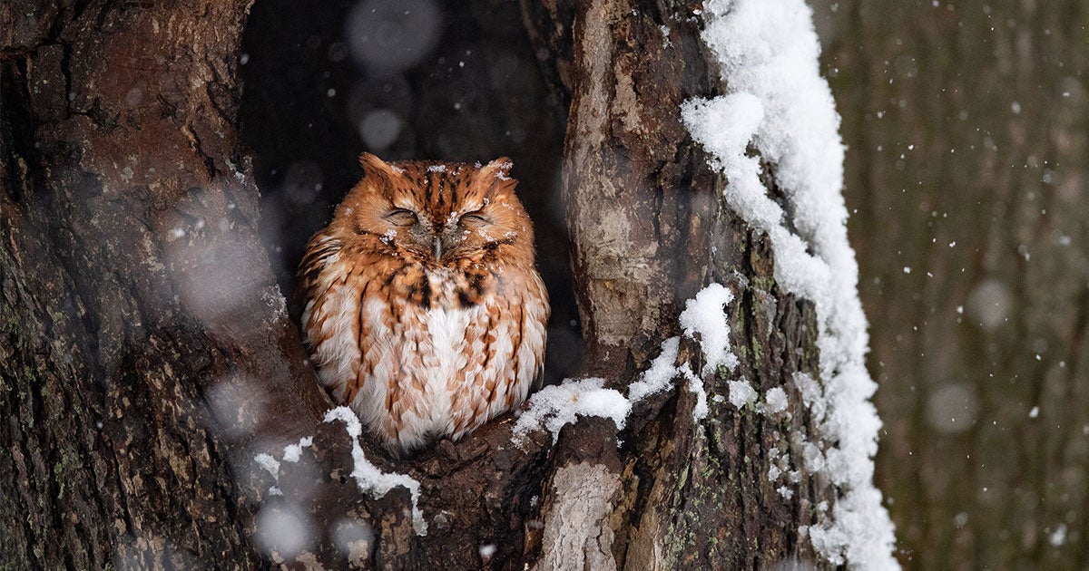 How Do Birds Cope With Cold Winter Weather? | Audubon