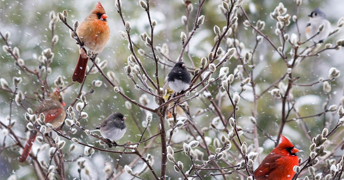 Flock Together for the Great Backyard Bird Count | Audubon