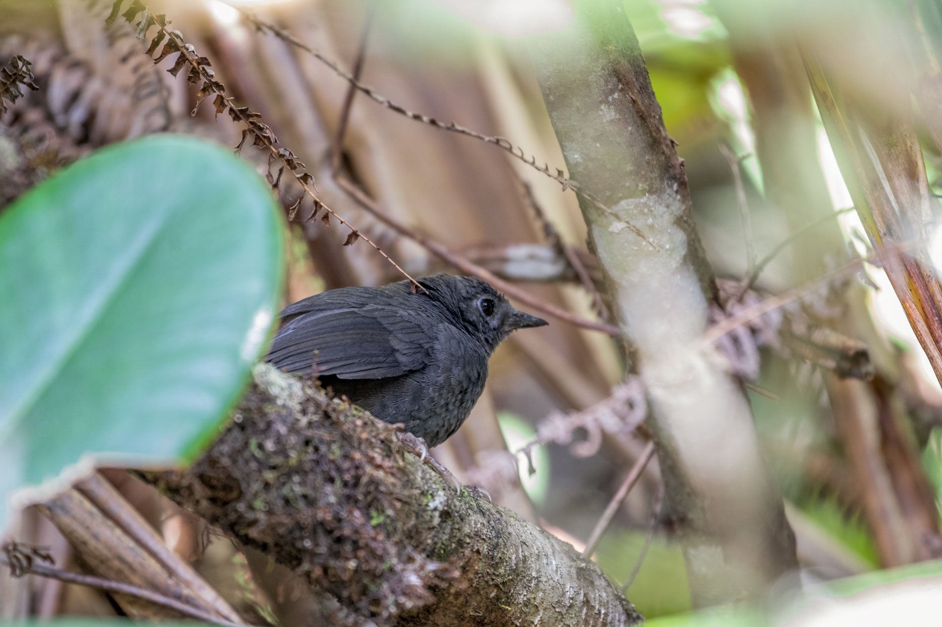 Birds of Colombia Face Threats from Widespread Wildfires | Audubon