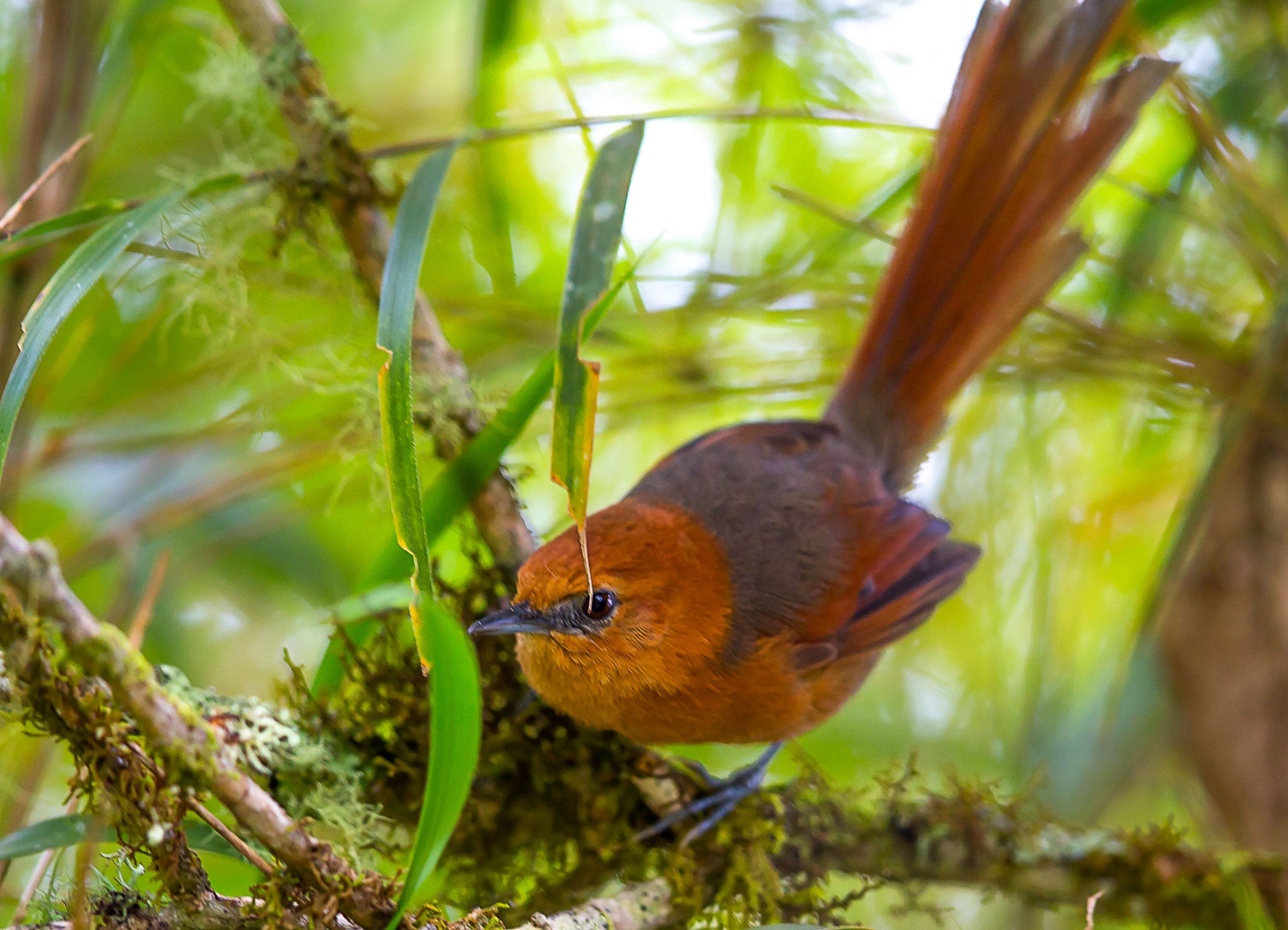 Birds of Colombia Face Threats from Widespread Wildfires | Audubon
