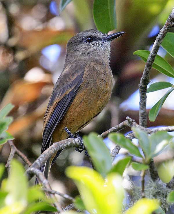 Birds of Colombia Face Threats from Widespread Wildfires | Audubon
