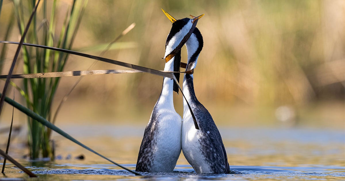 Our Favorite Fascinating Bird Behaviors From the 2023 Audubon Photo ...
