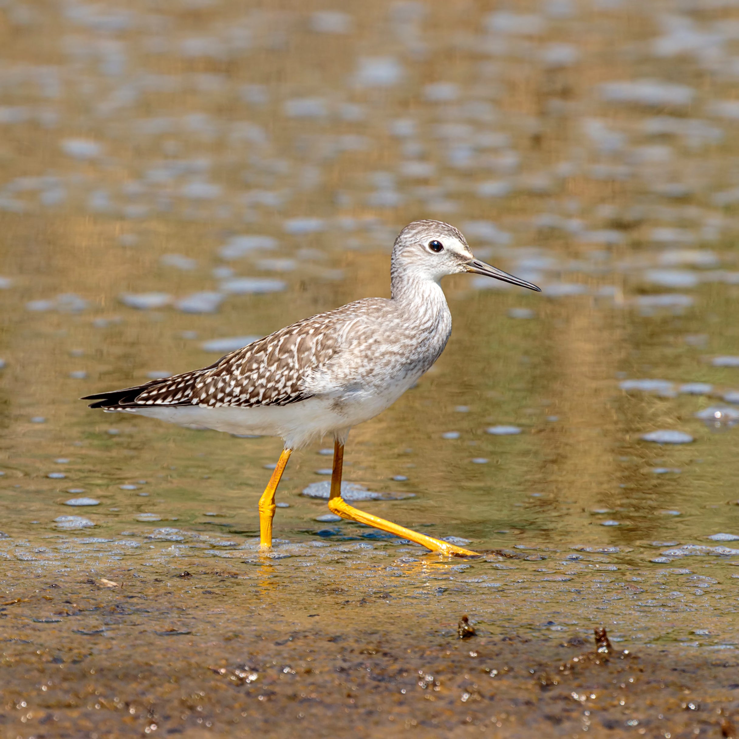 Taking a Closer Look at North America’s Boreal Forest | Audubon