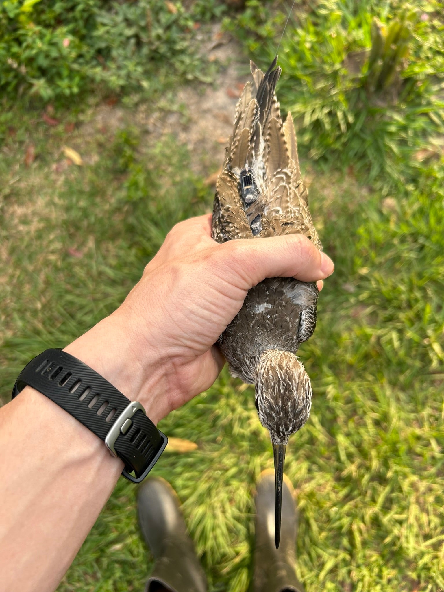 Colombia's Ecological Wonders: A Working Lands Exploration | Audubon