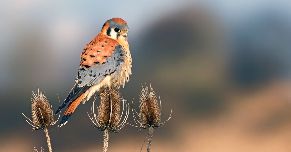 What the Latest Annual Funding Means for Birds | Audubon